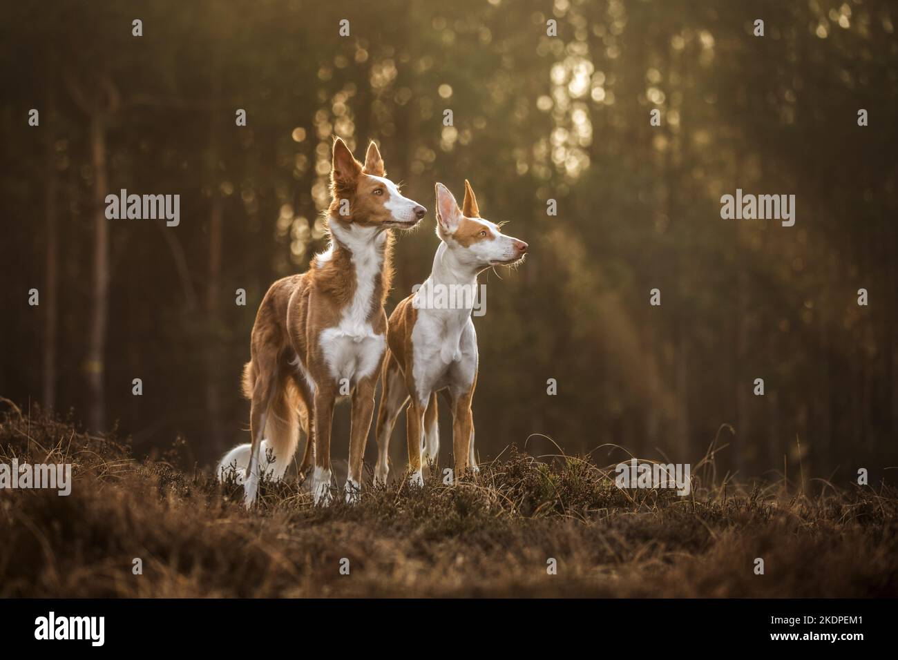 Ibizan podenco hi-res stock photography and images - Alamy