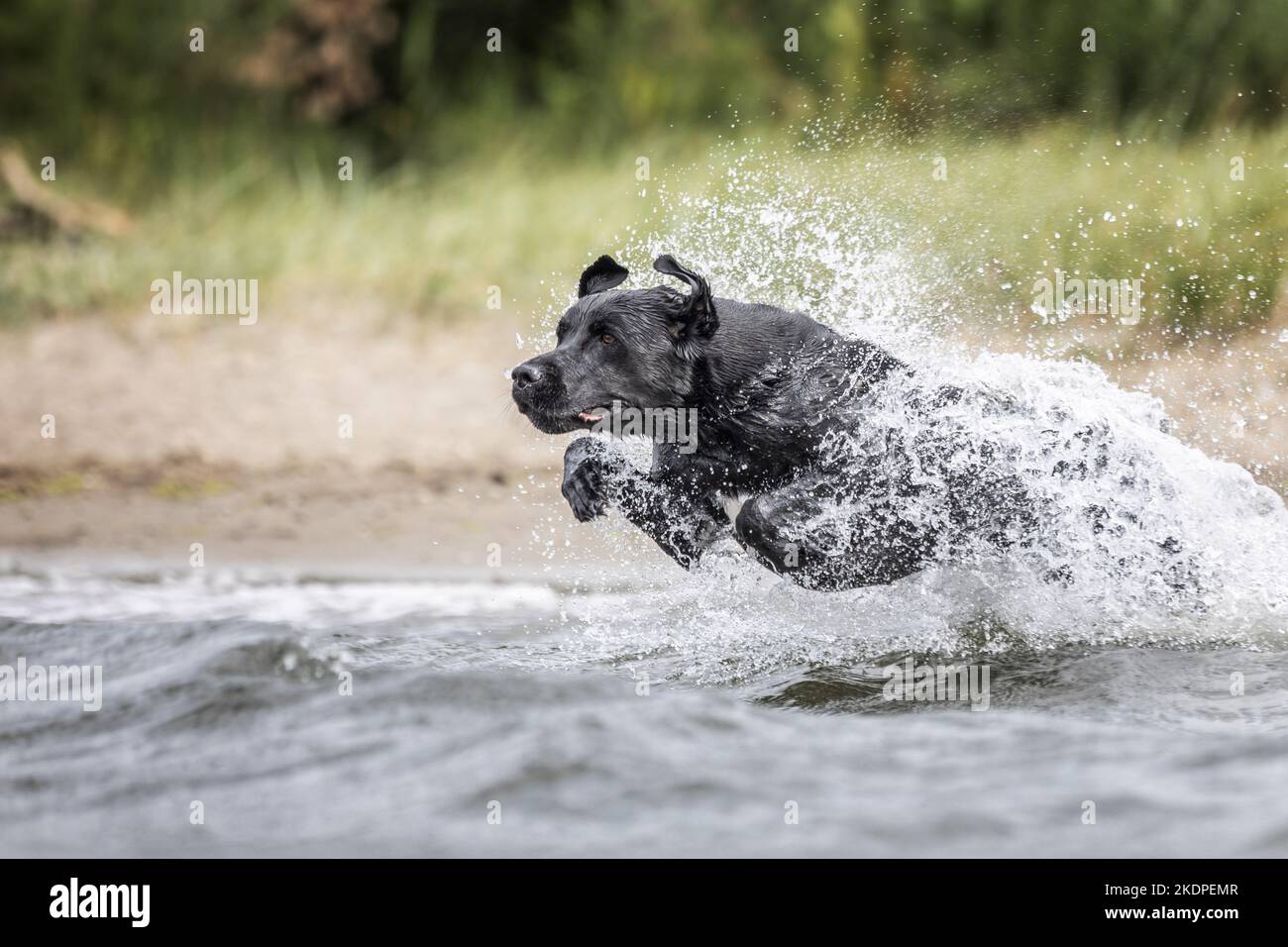 jumping Labrador Retriever Stock Photo - Alamy