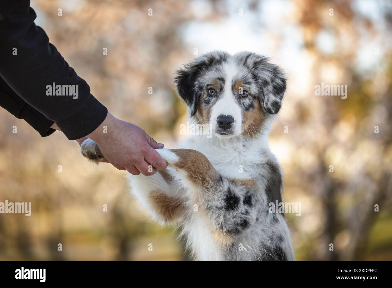 Australian shepherd giving paw hi-res stock photography and images - Alamy