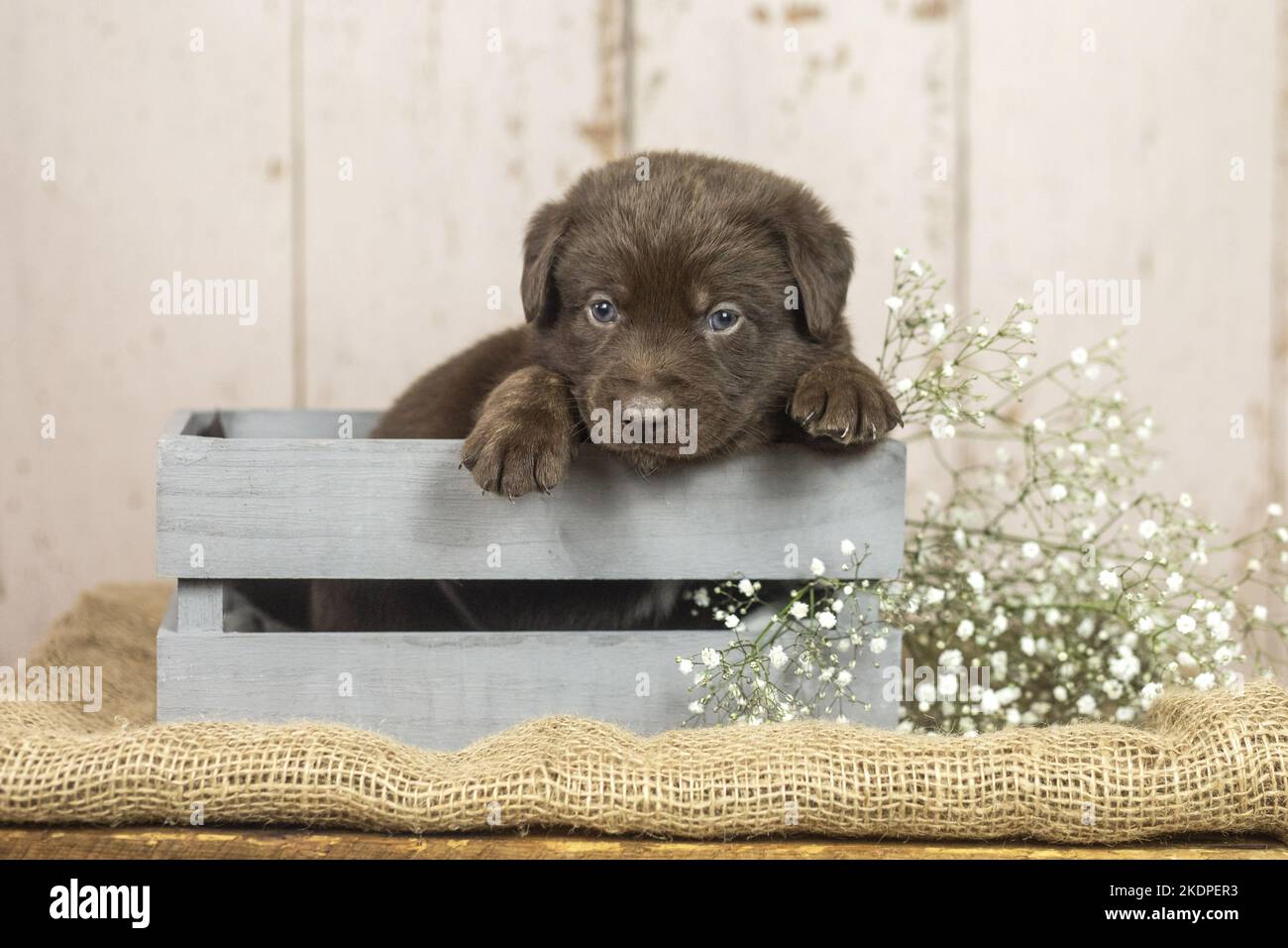 Aussiedors hi-res stock photography and images - Alamy