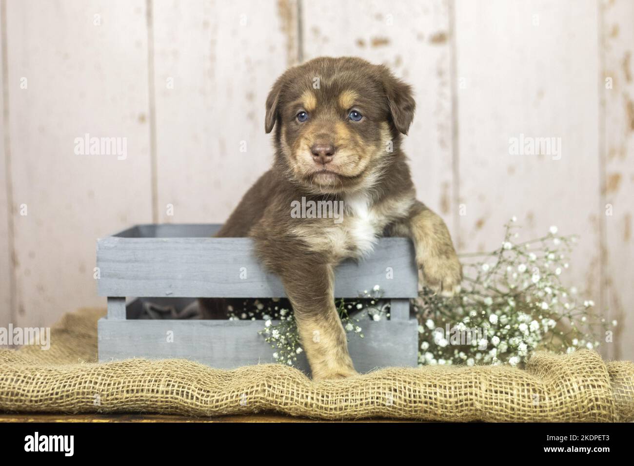 Labrador tricolor hi-res stock photography and images - Alamy