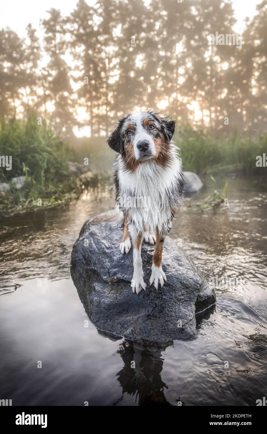 standing Australian Shepherd Stock Photo - Alamy