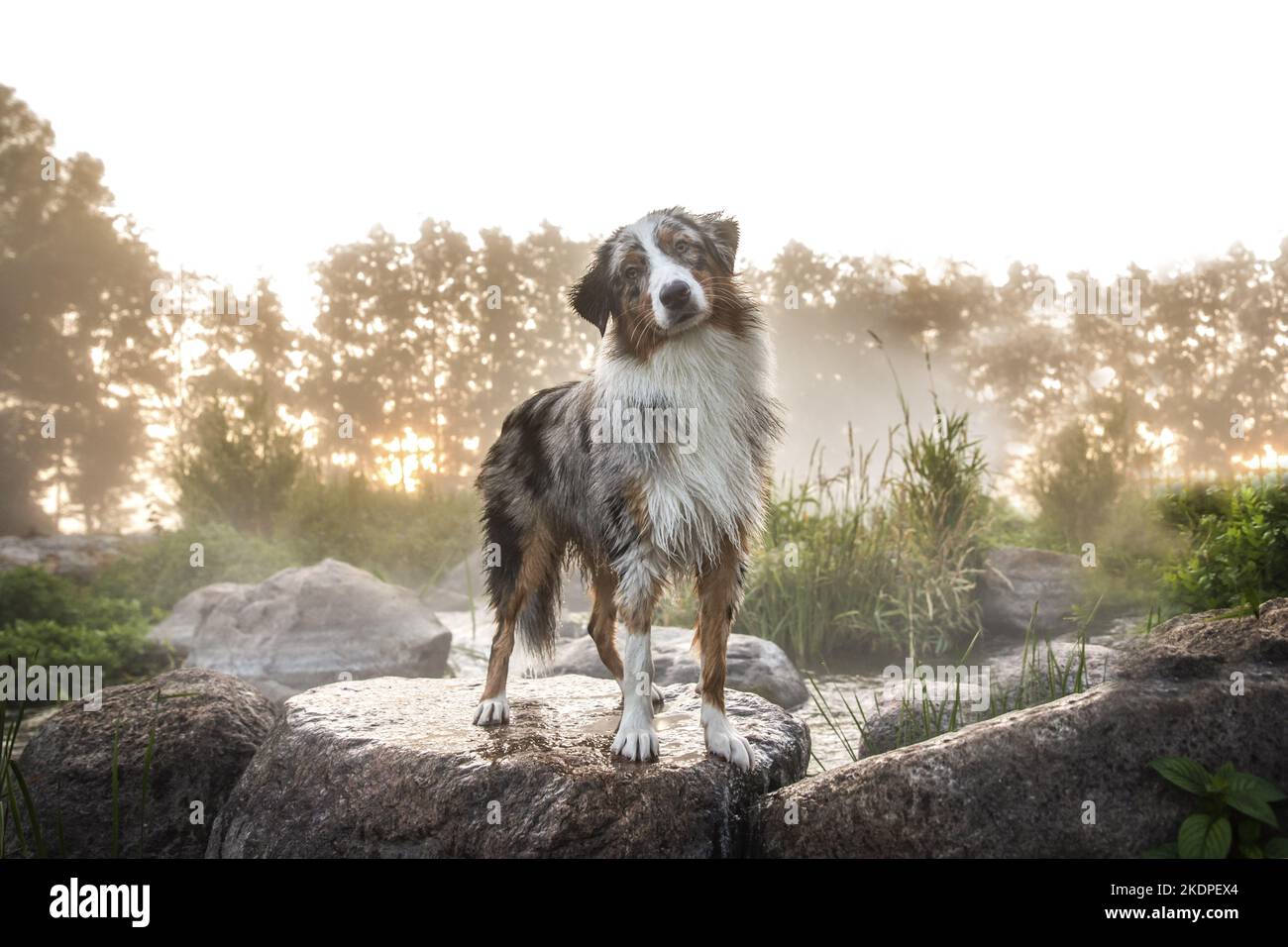standing Australian Shepherd Stock Photo - Alamy
