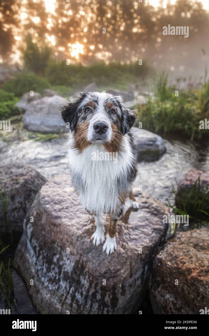 standing Australian Shepherd Stock Photo - Alamy