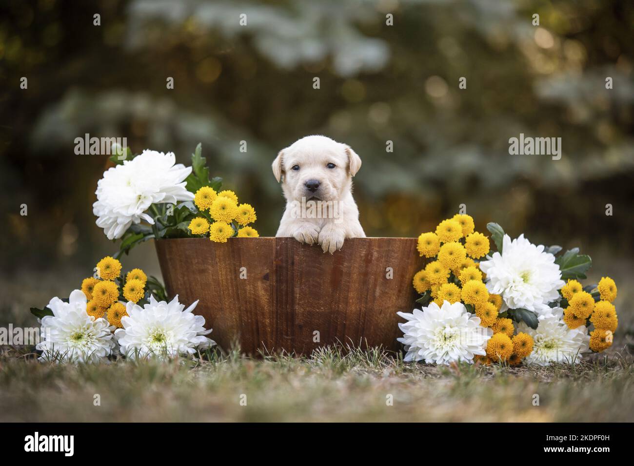 Labrador Puppy in the woodenpot Stock Photo - Alamy