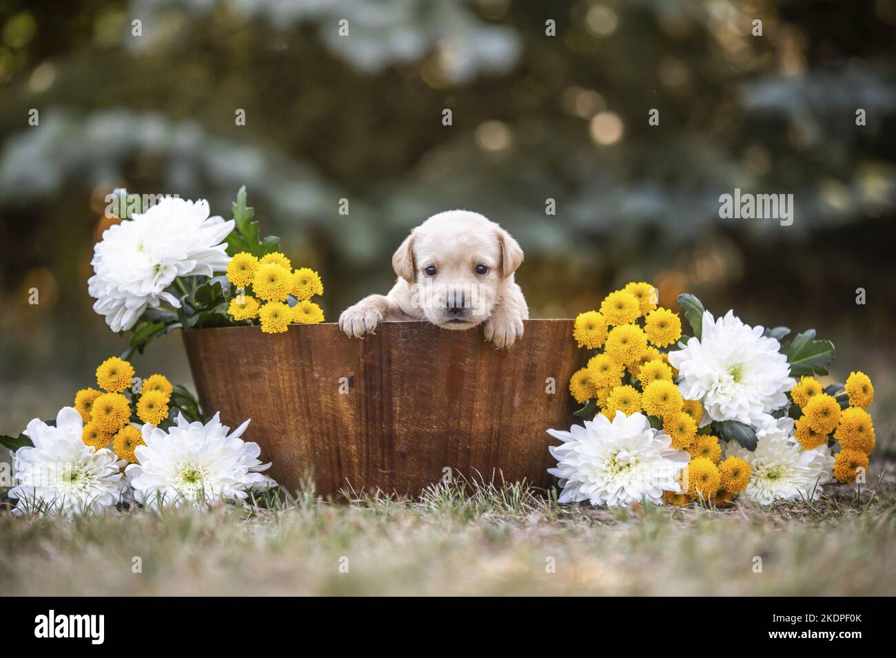 Labrador Puppy in the woodenpot Stock Photo - Alamy