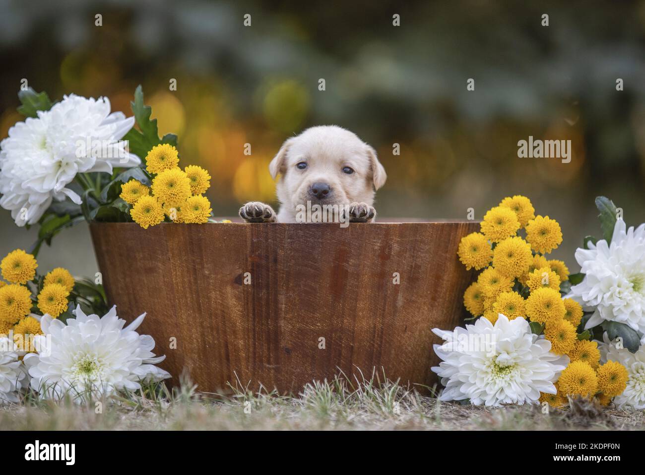Labrador Puppy in the woodenpot Stock Photo - Alamy