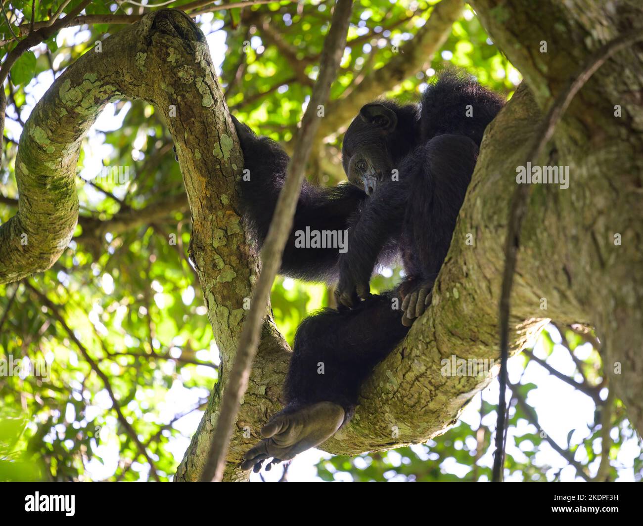 A chimpanzee sitting on a tree in a forest in Uganda Stock Photo - Alamy