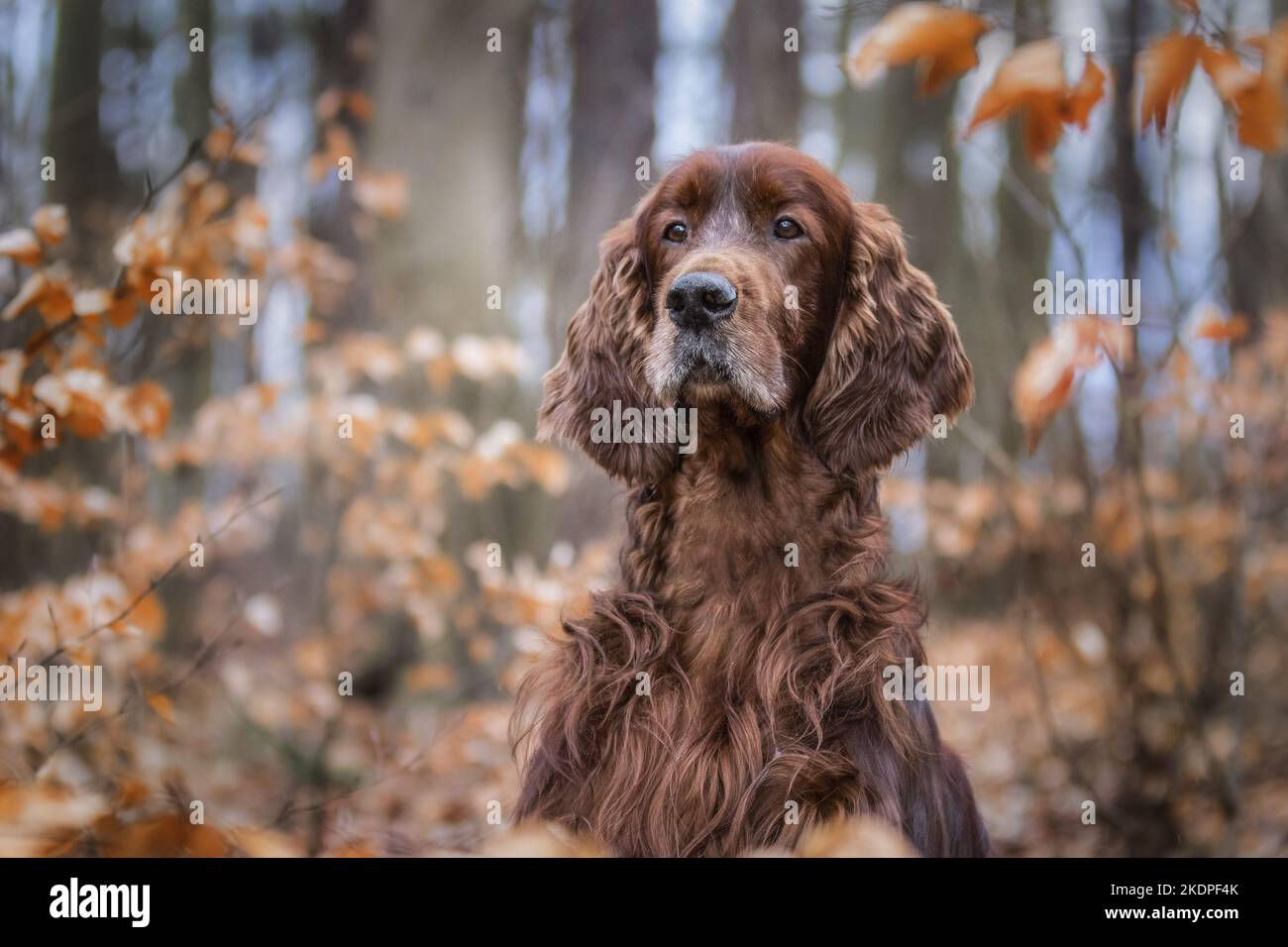 Irish Red Setter Portrait Stock Photo - Alamy