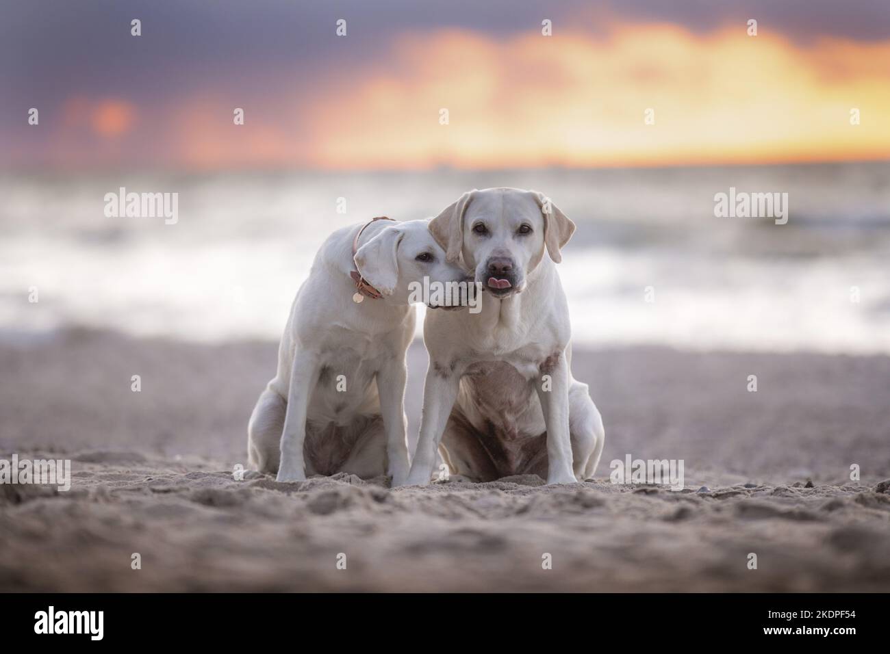 2 Labrador Retriever Stock Photo - Alamy