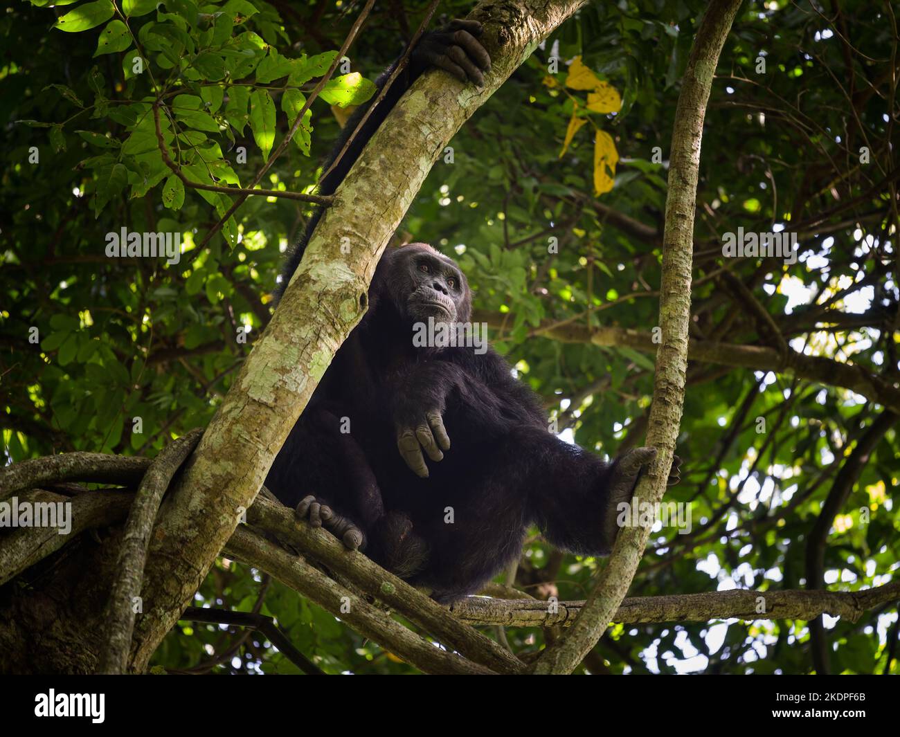 A chimpanzee sitting on a tree in a forest in Uganda Stock Photo - Alamy