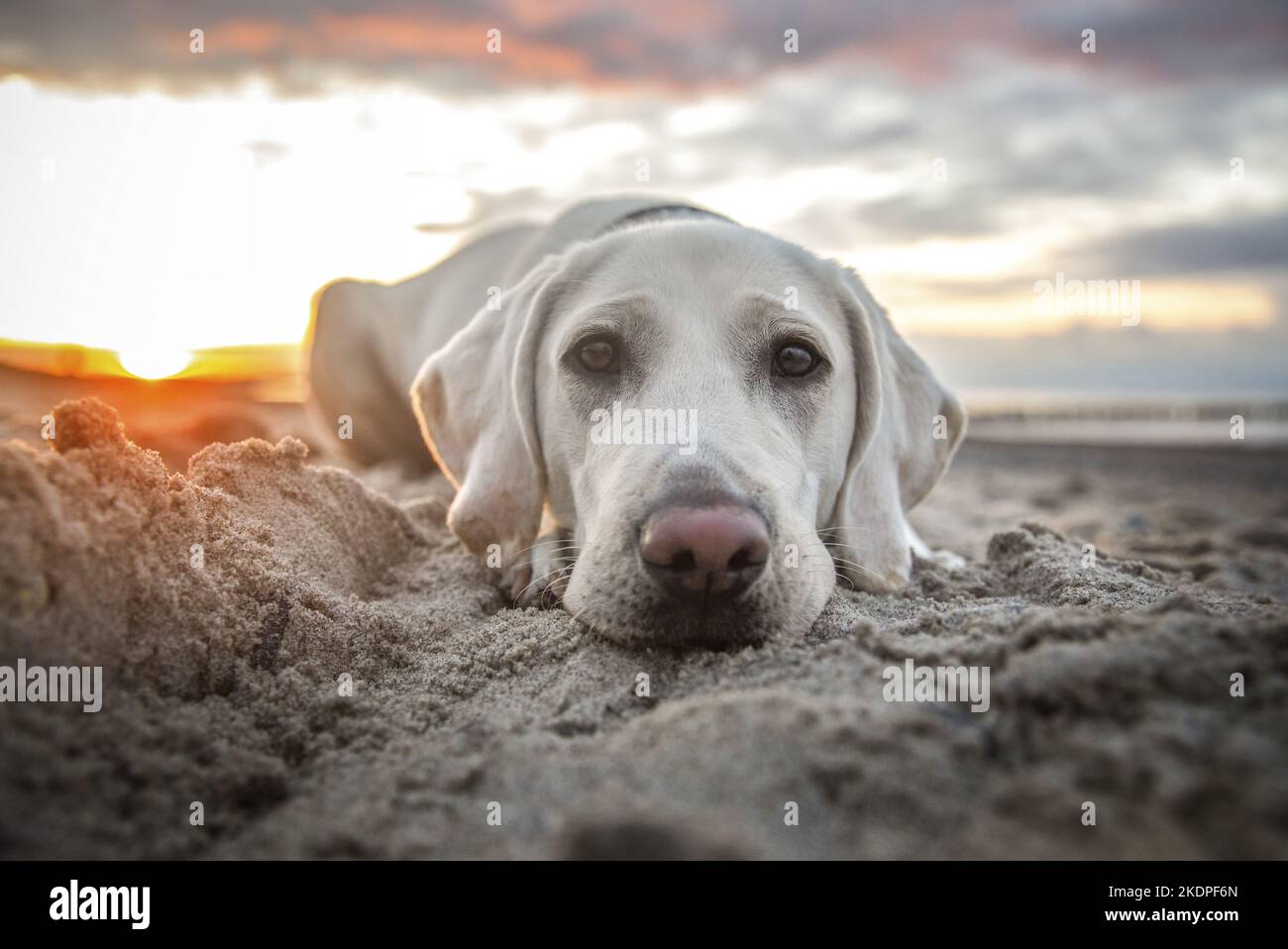 Labrador Retriever at the beach Stock Photo - Alamy
