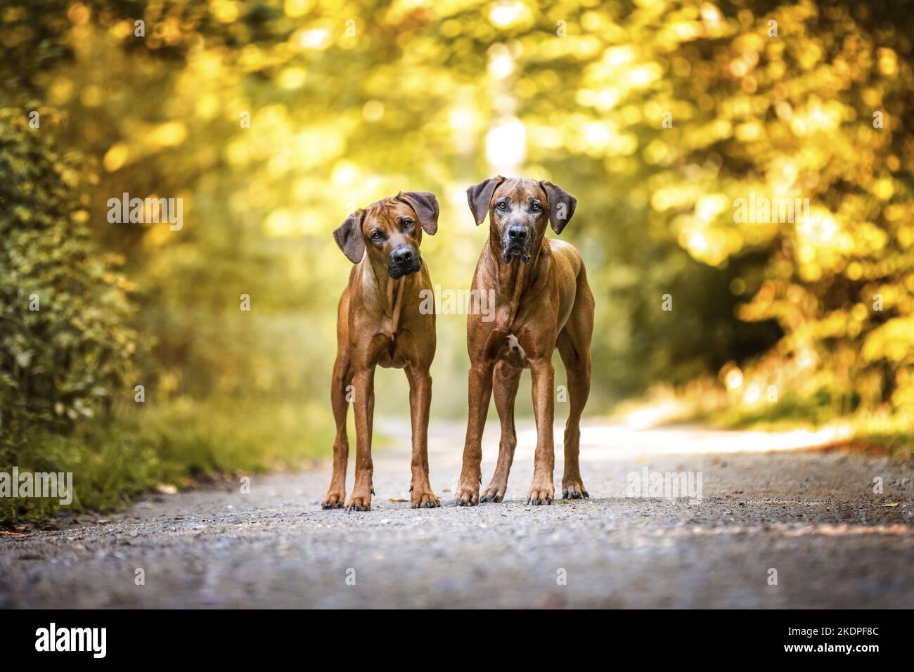 2 Rhodesian Ridgebacks Stock Photo - Alamy