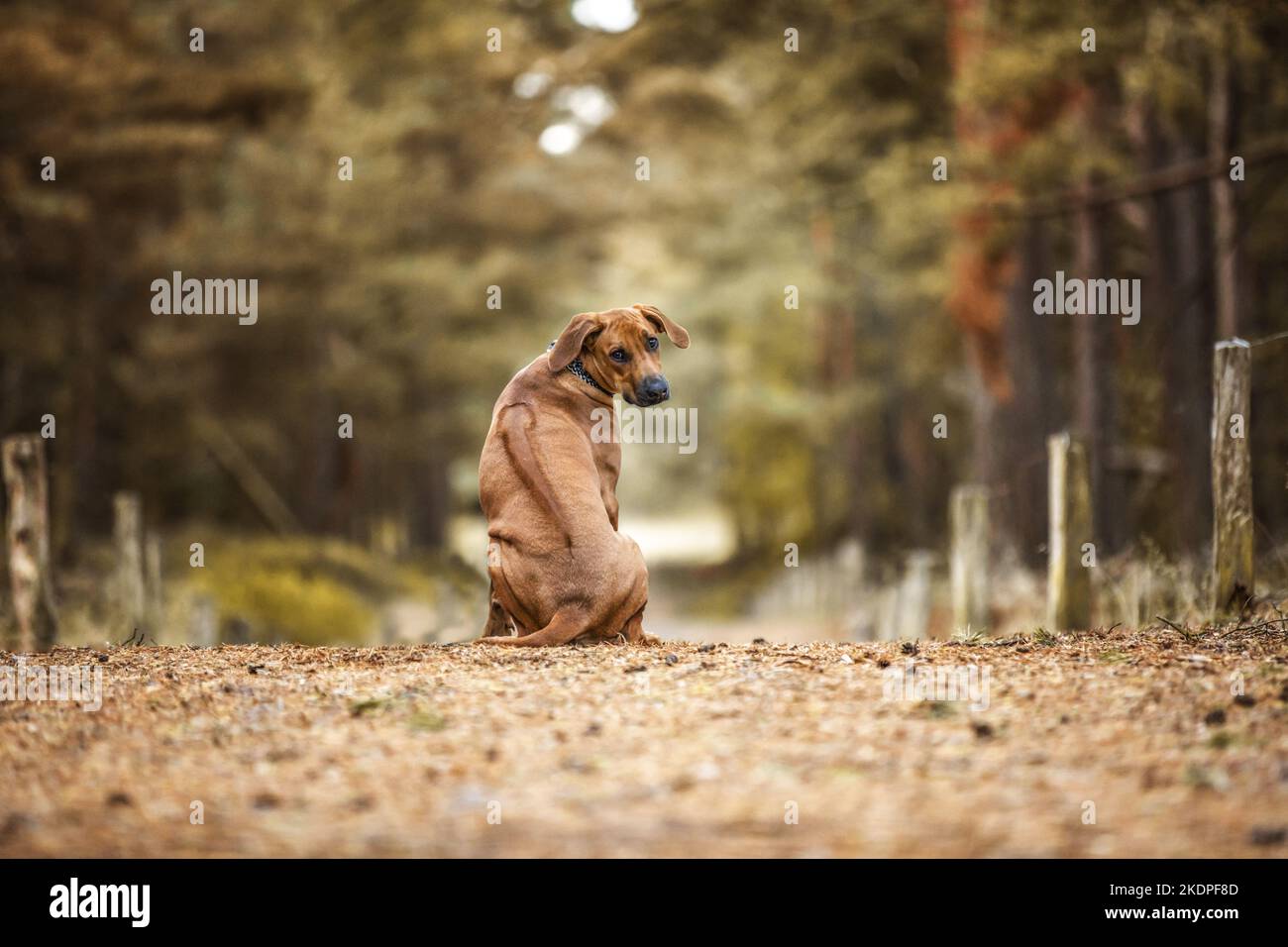 sitting Rhodesian Ridgeback Stock Photo - Alamy