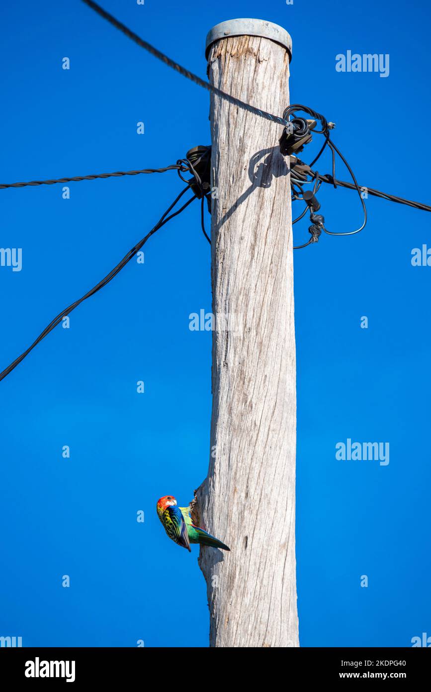 Birds nesting in electricity power poles hi-res stock photography and ...