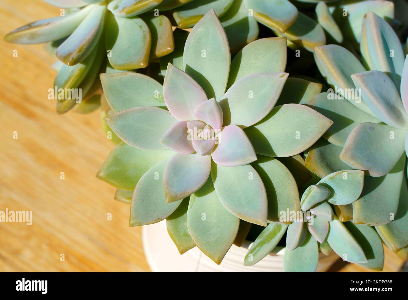 Succulent minimal decoration background. Cactus home plant on wooden ...