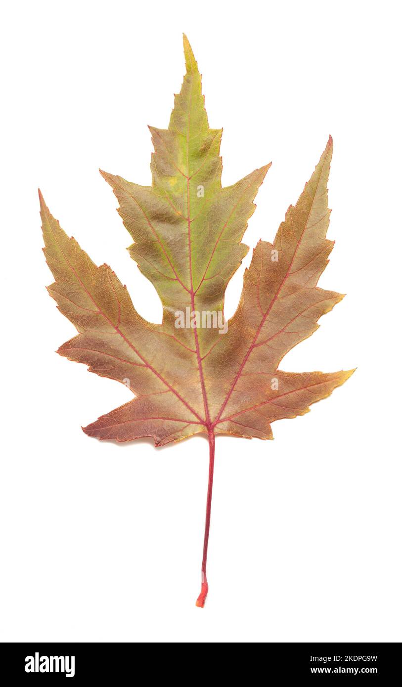 Colorful autumn maple leaf isolated on white background Stock Photo - Alamy