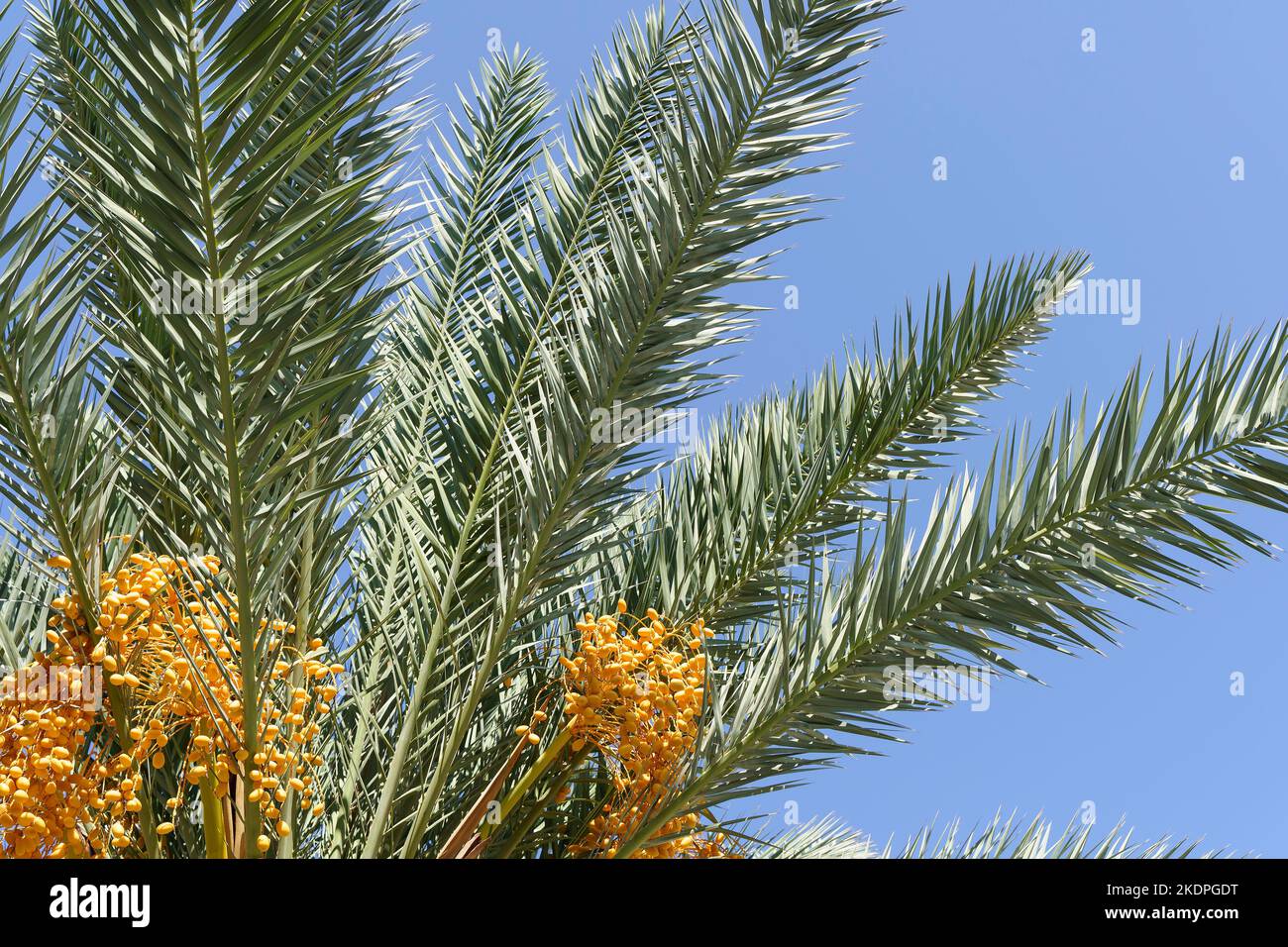 Date palm tree with branches and fresh growing dates against a sunny ...