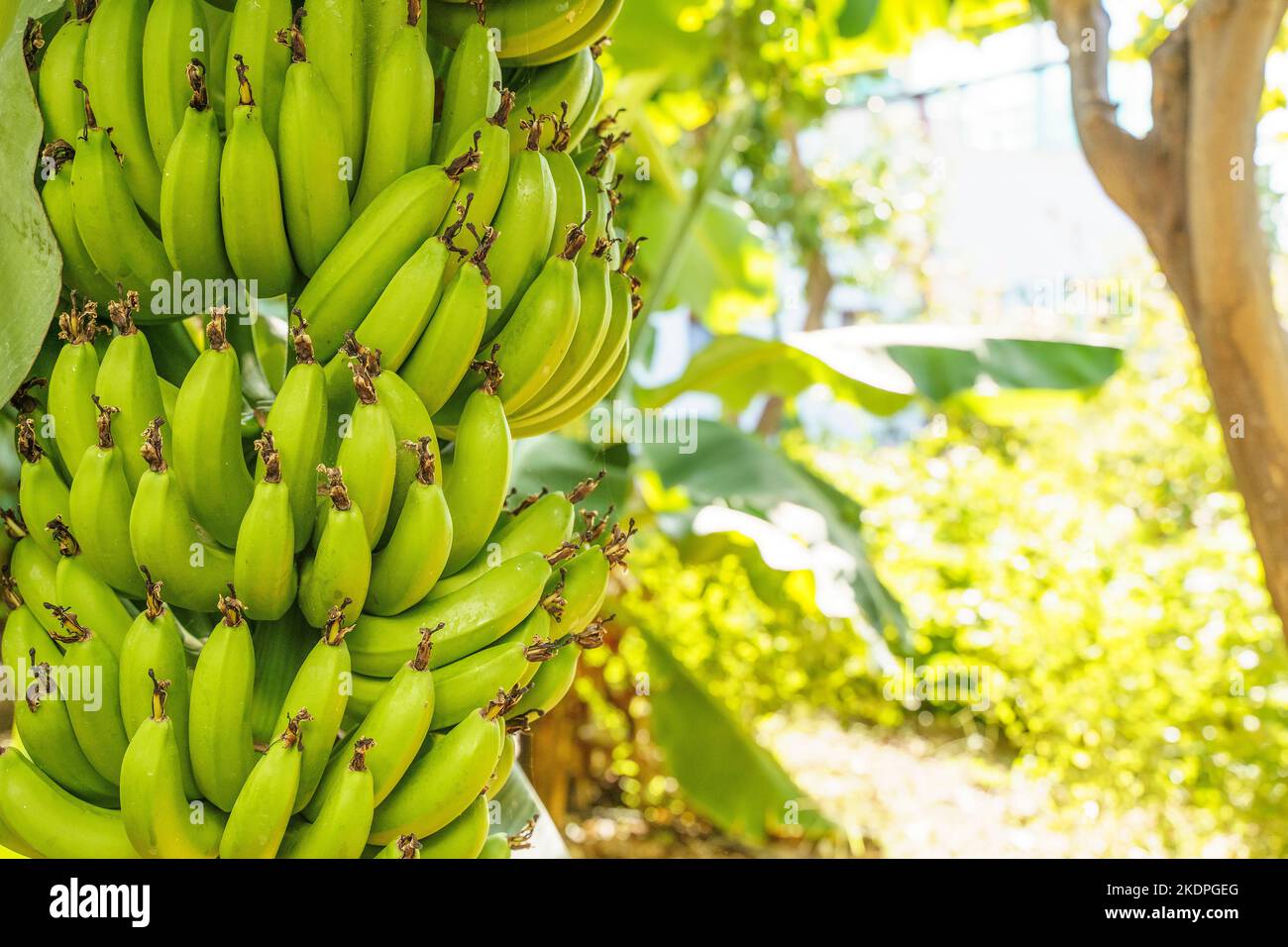 Branch of bananas on a palm tree. Fresh green bananas fruit growing on tropical farm during ...
