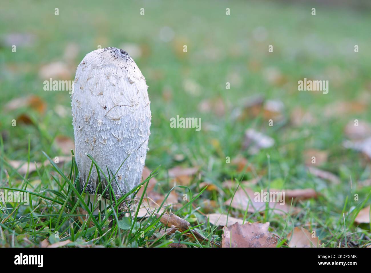 Young crested inkling growing on forest floor between moss and needles ...