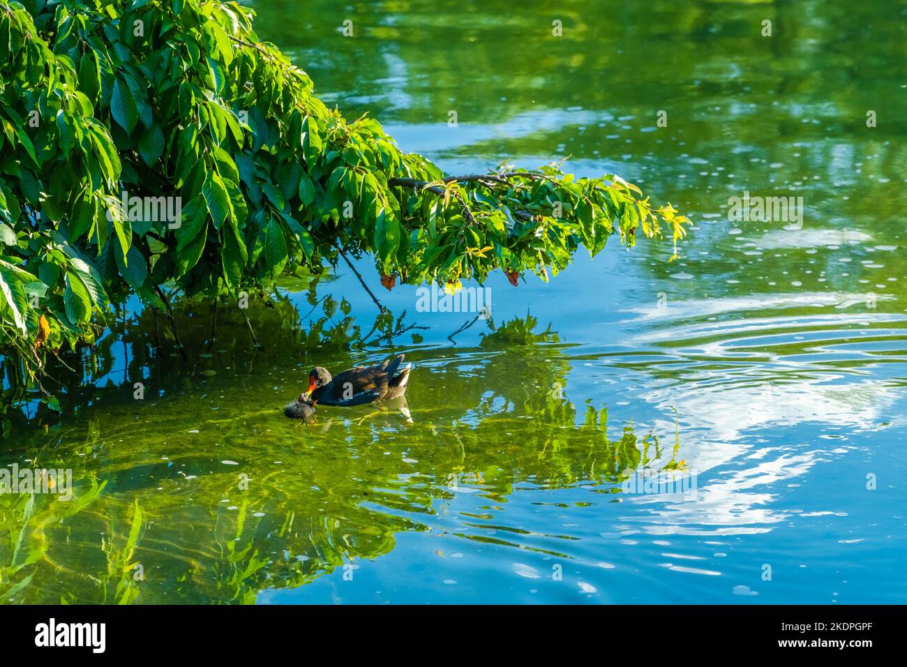 american coot bird with cute baby in green water lake Stock Photo - Alamy