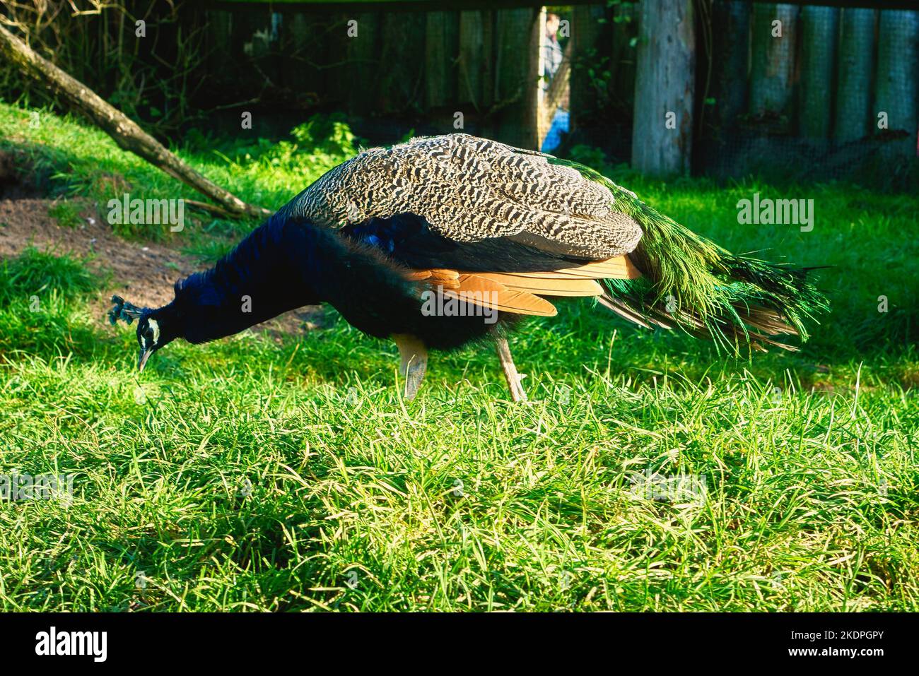 Bird peacock strutting across a green meadow. Elegant bird in ...