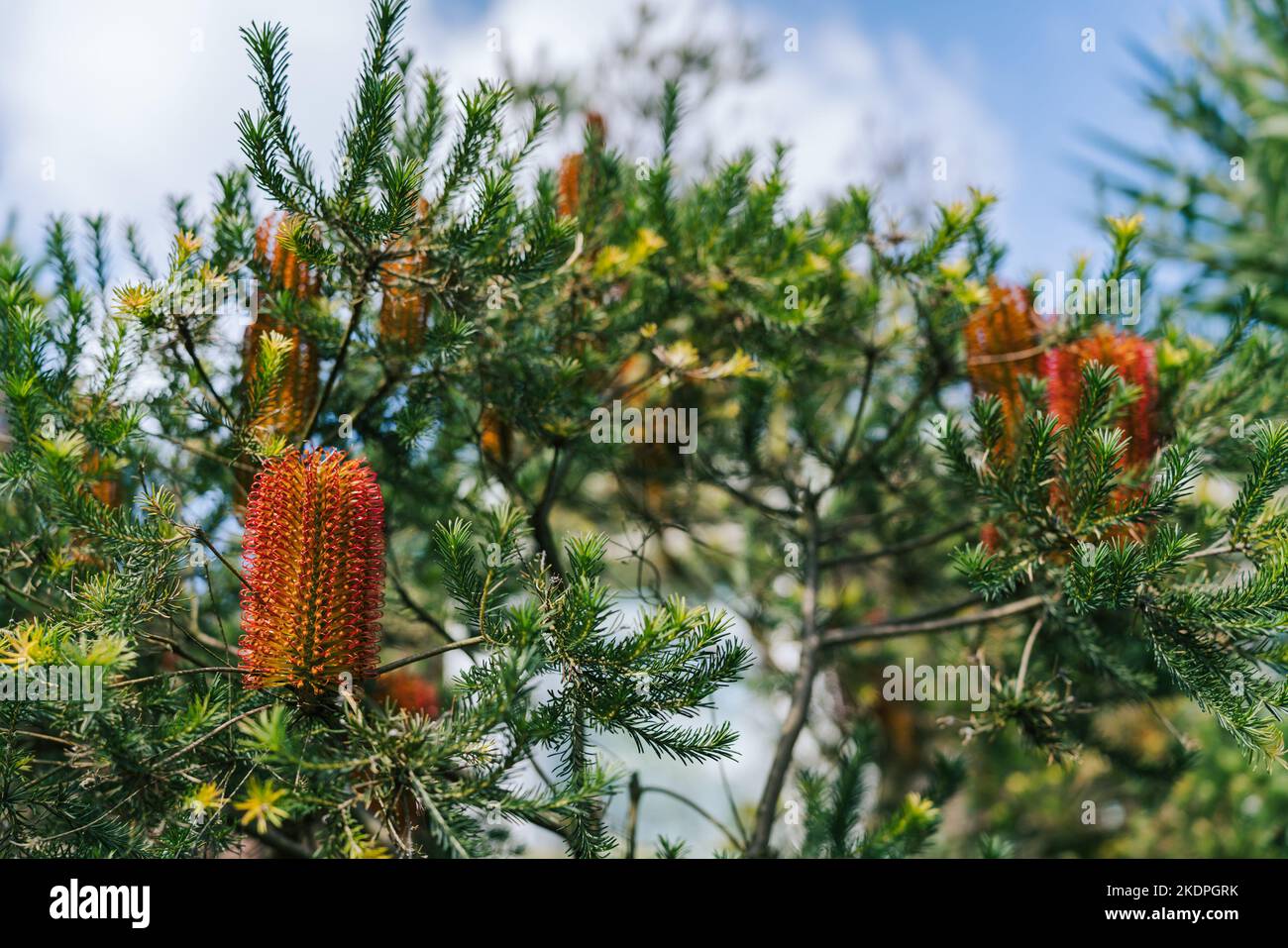 Tourists are visiting maple leaves in Kunming Botanical Garden, Kunming ...