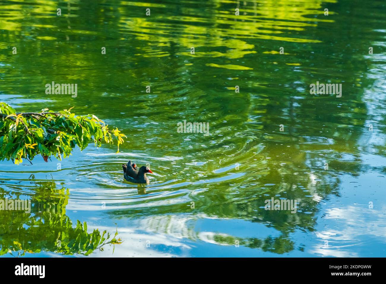 american coot bird with cute baby in green water lake Stock Photo - Alamy
