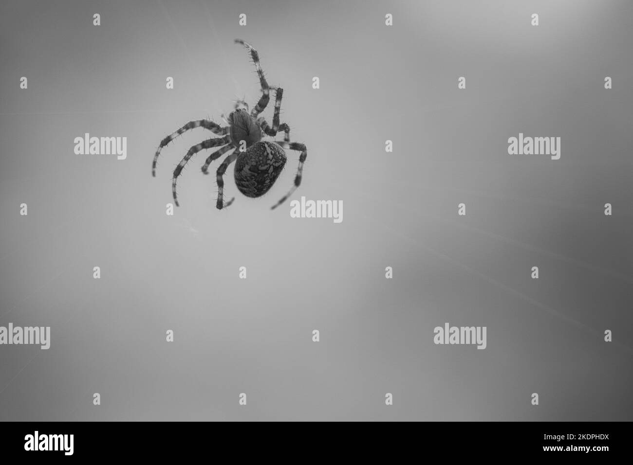 Cross spider shot in black and white, crawling on a spider thread ...