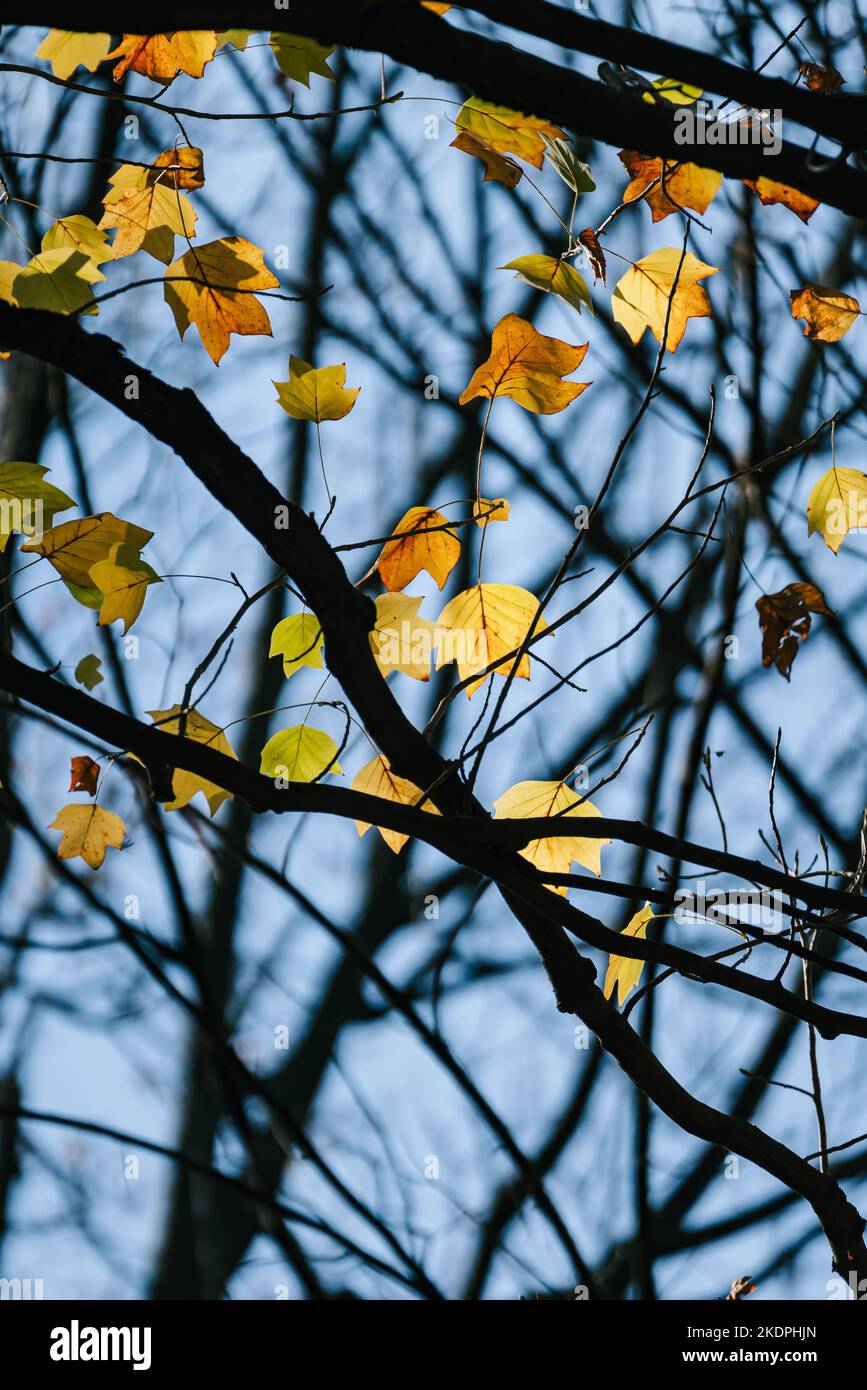 Tourists are visiting maple leaves in Kunming Botanical Garden, Kunming ...