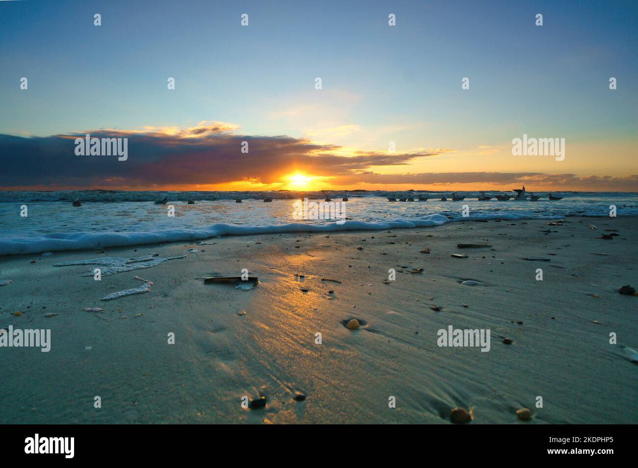 Sunset on the beach in Denmark. Shells in the foreground. Walk on the ...