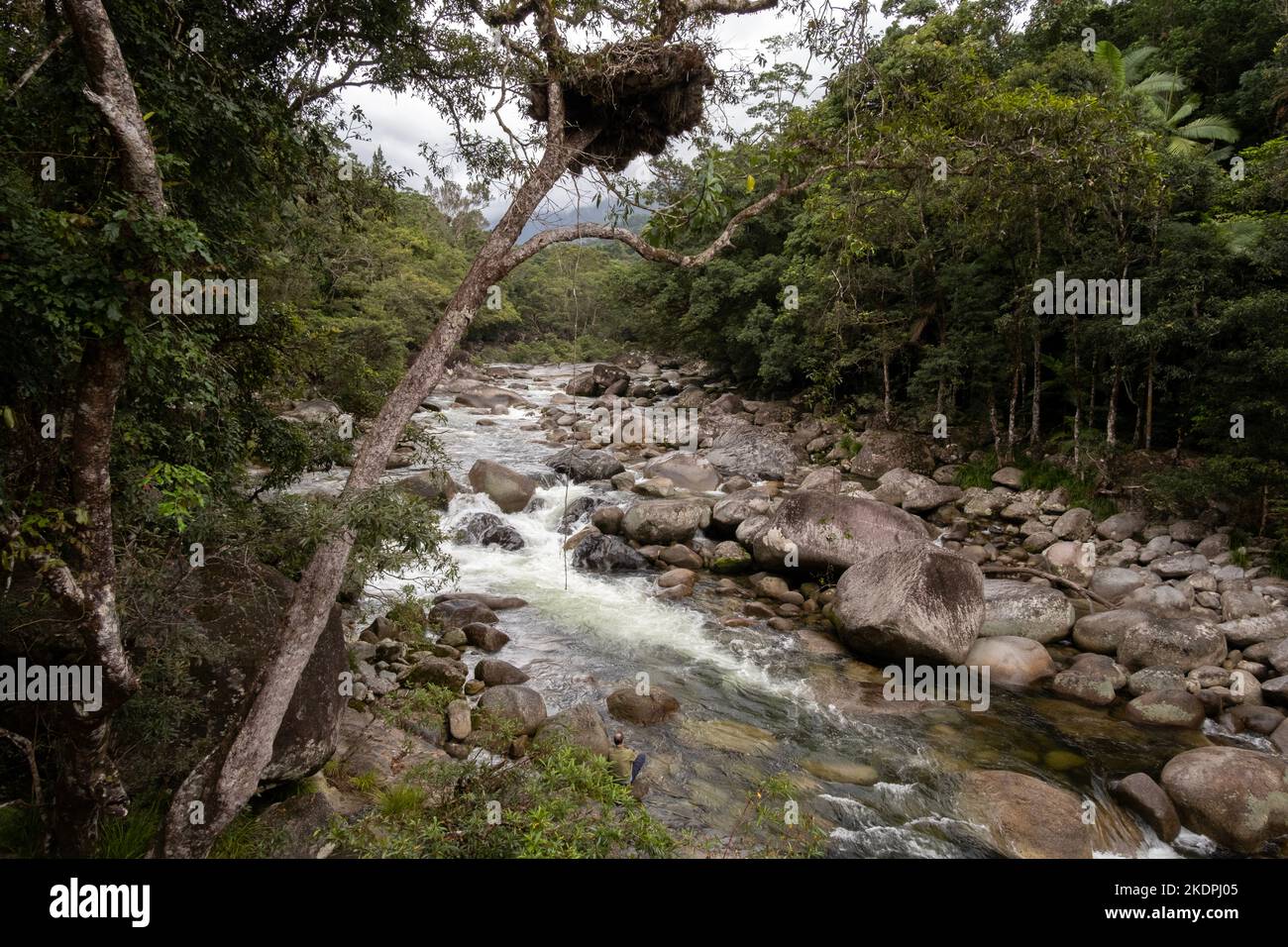 Mossman River in the Mossman Gorge, Daintree National Park, Queensland ...