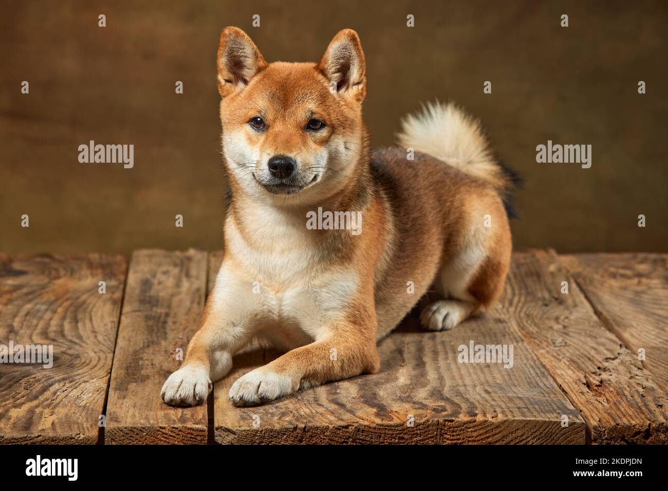 Portrait of beautiful golden color Shiba Inu dog posing isolated over ...