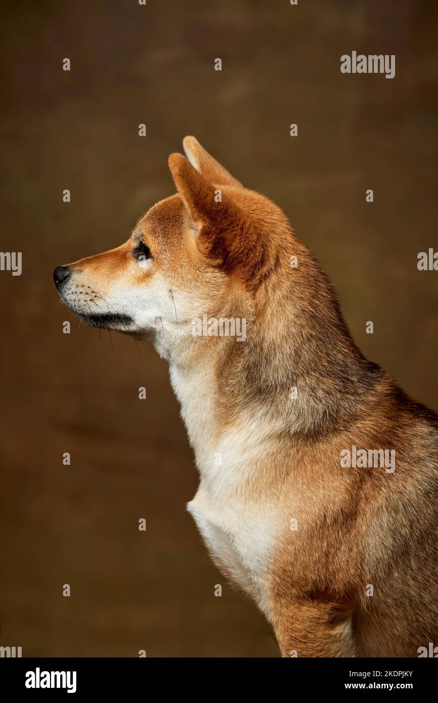 Shiba inu profile hi-res stock photography and images - Alamy