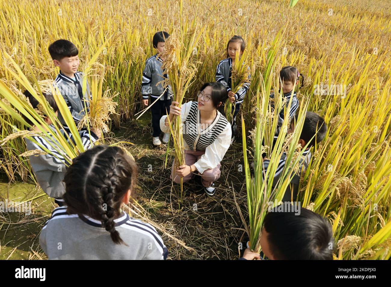 Children in the kindergarten are learning the origin of rice ears in ...
