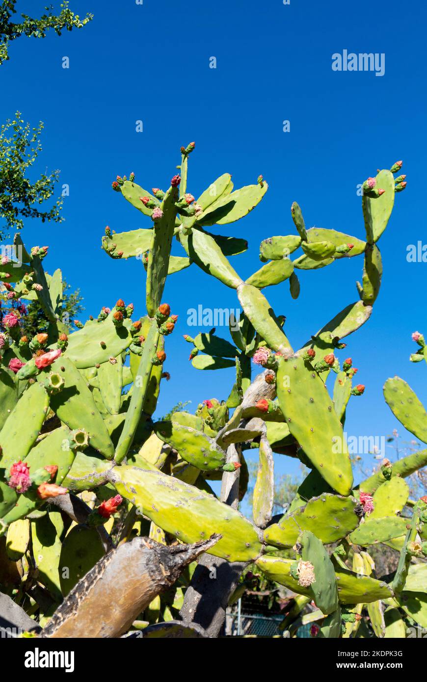 Beautiful clear sky and cactus hi-res stock photography and images - Alamy