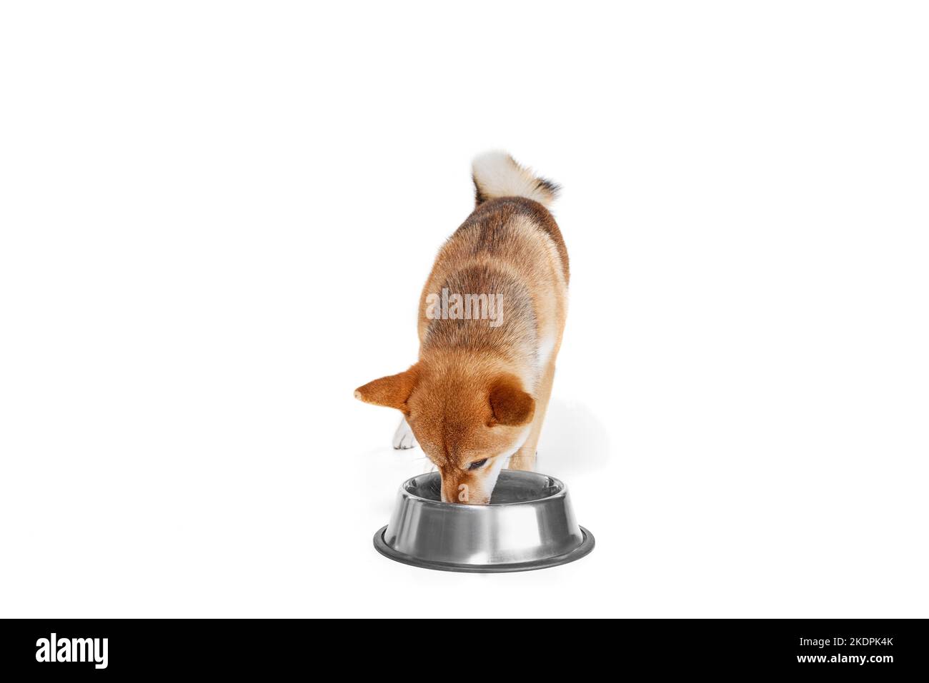 One purebred dog Shiba Inu eating from bowl isolated over white ...
