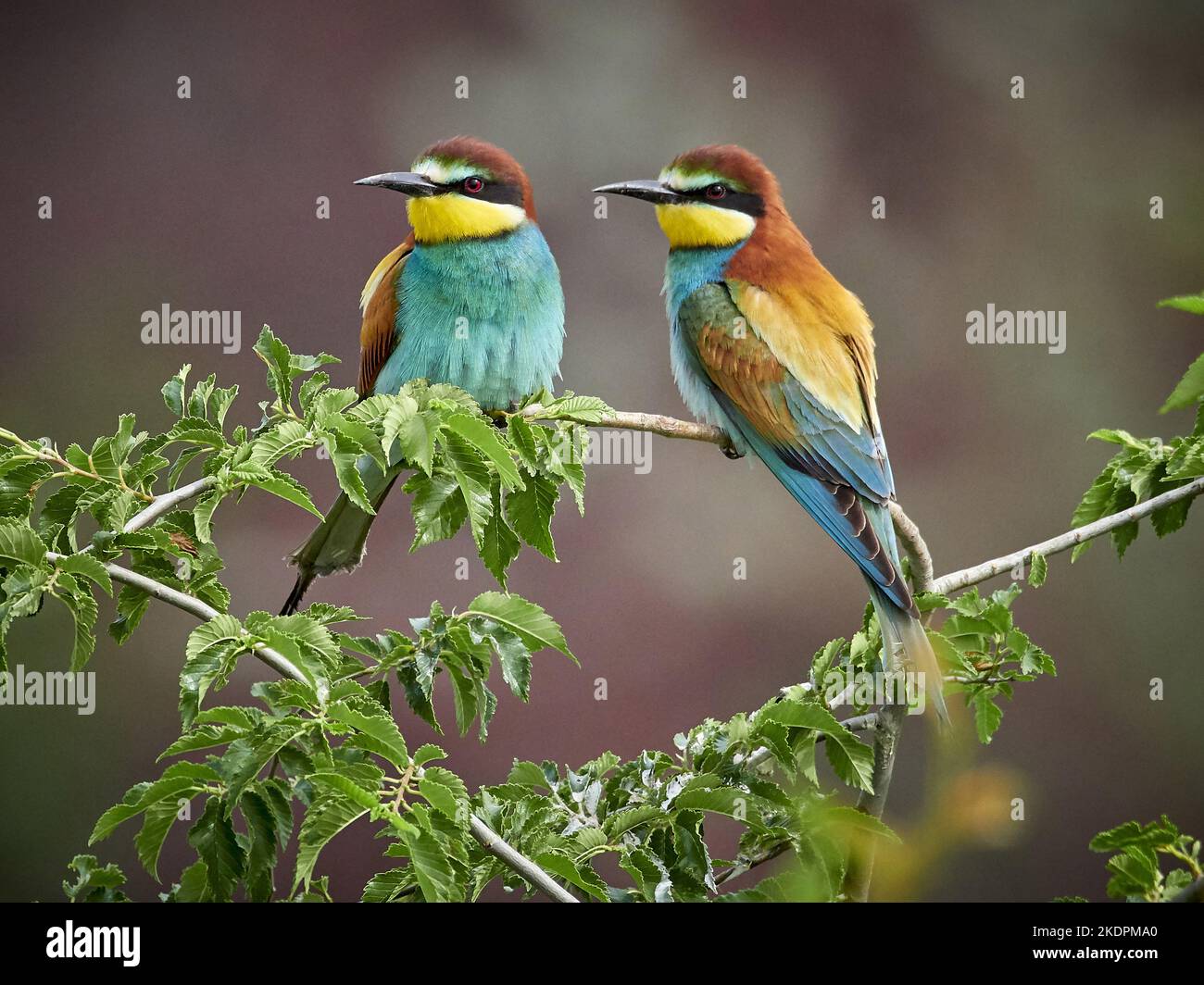 Bee backside hi-res stock photography and images - Alamy