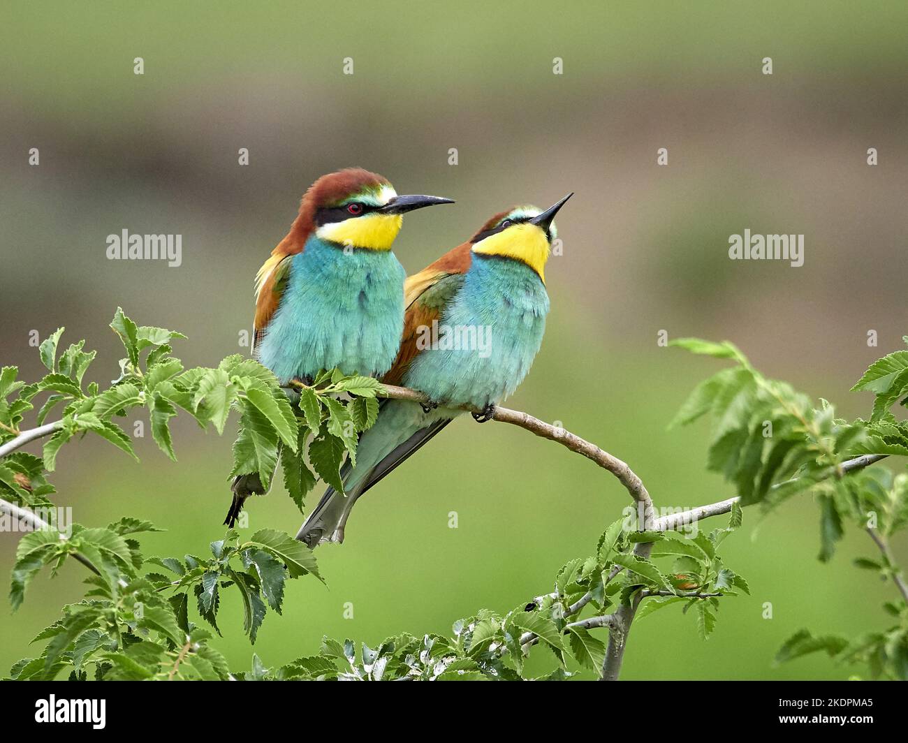Two birds sit side hi-res stock photography and images - Alamy