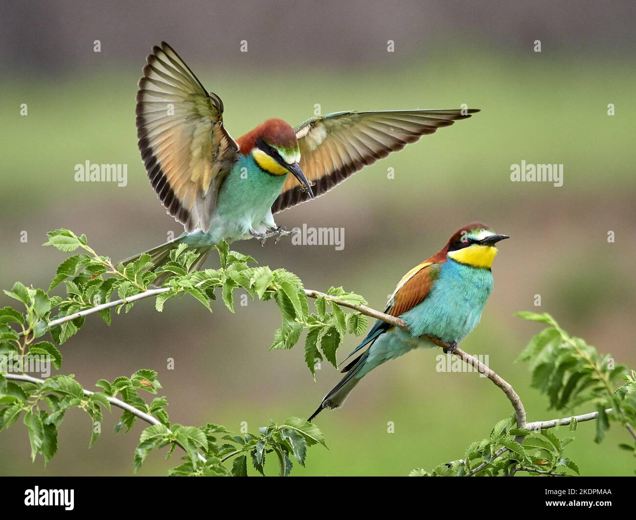 Two flaps of land hi-res stock photography and images - Alamy