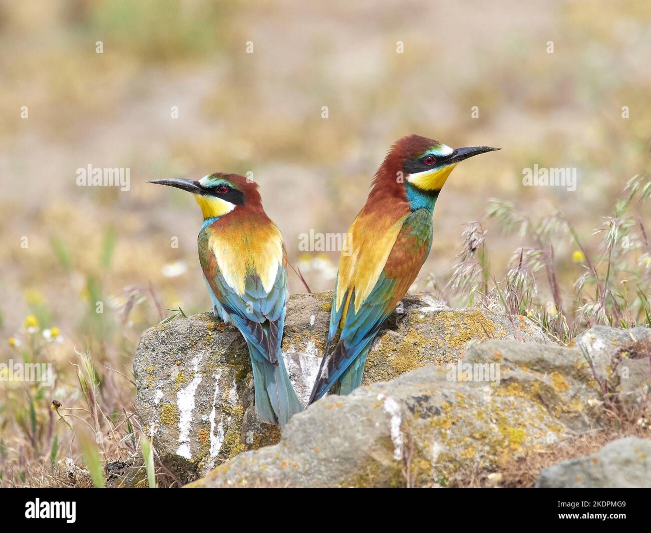 Bee backside hi-res stock photography and images - Alamy