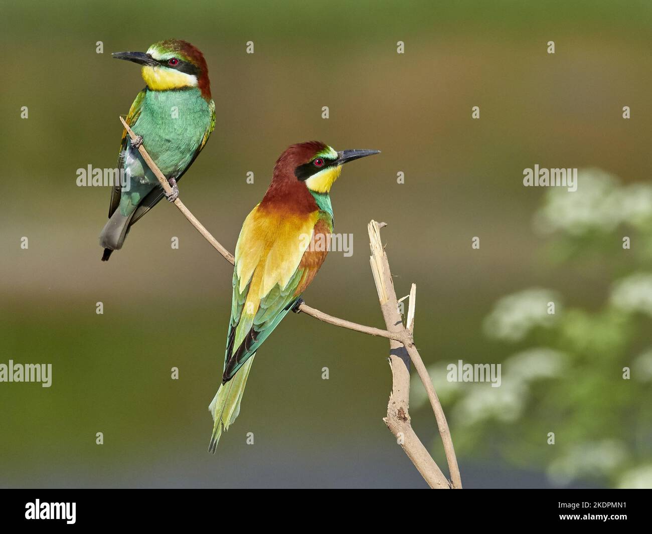 Bee backside hi-res stock photography and images - Alamy