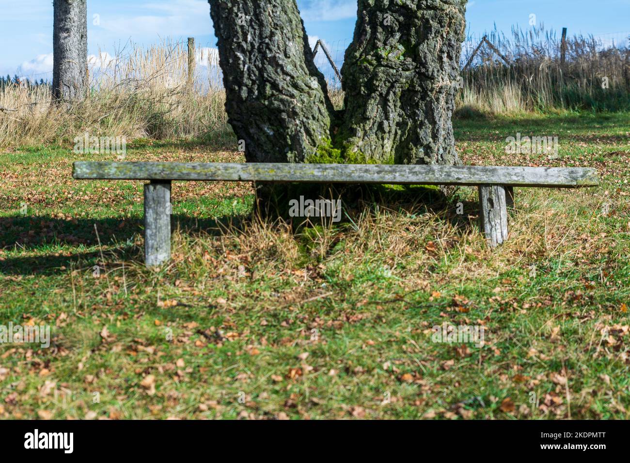 An old wooden park bench next to a tree Stock Photo - Alamy