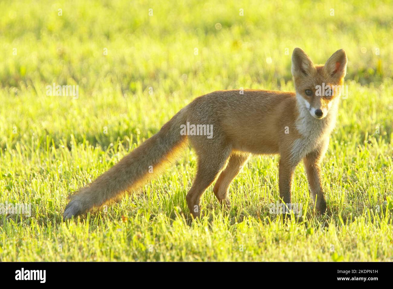 standing Red Fox Stock Photo - Alamy