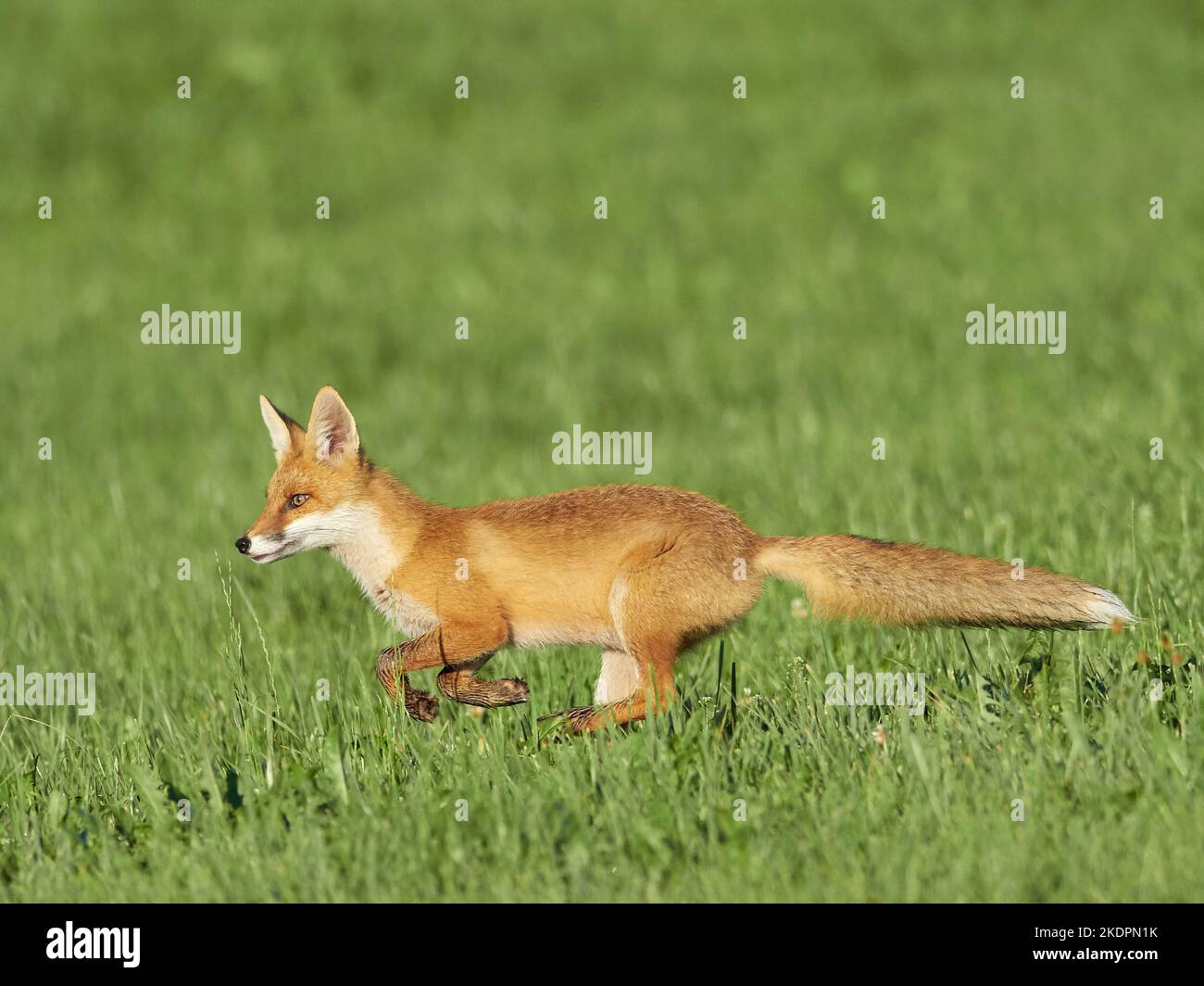 running Red Fox Stock Photo - Alamy