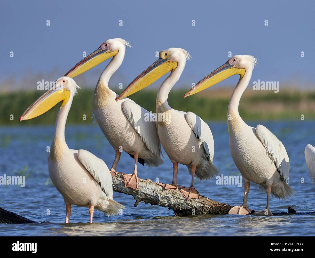 Four white pelicans standing hi-res stock photography and images - Alamy