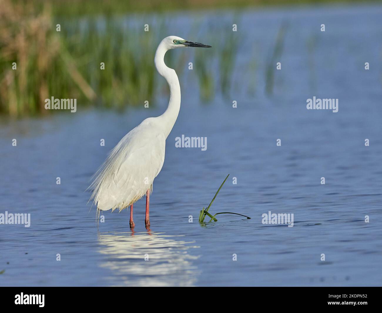standing Great White Egret Stock Photo - Alamy
