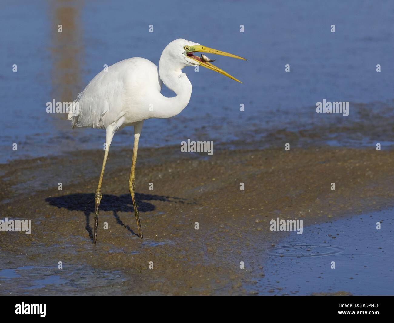 standing Great White Egret Stock Photo - Alamy