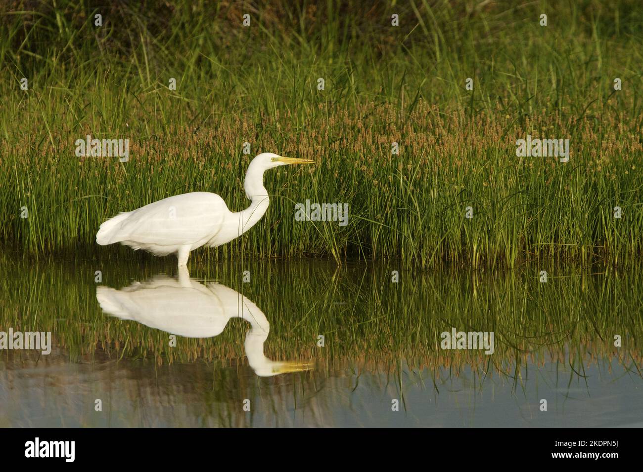 standing Great White Egret Stock Photo - Alamy