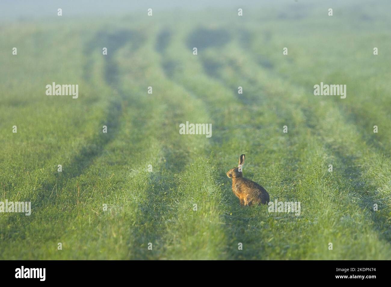 Sitting hare side profile hi-res stock photography and images - Alamy